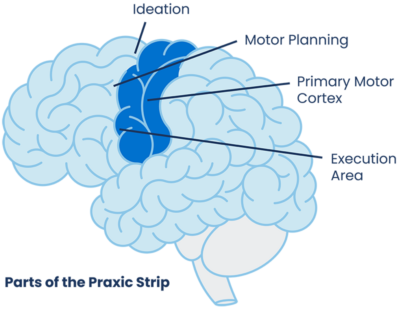 What is Dyspraxia/DCD? - Dyspraxia DCD America